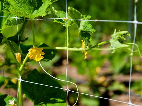 What Is Trellis Netting At Benjamin Mott Blog