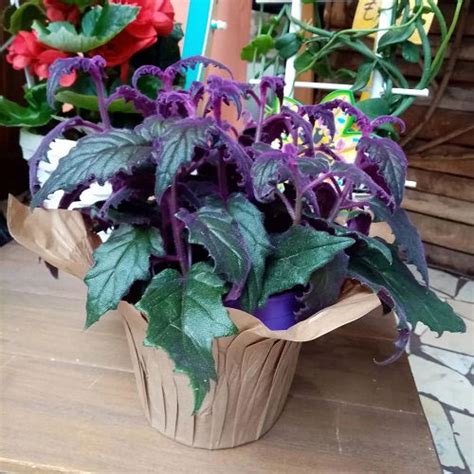 Purple Passion Plant Care And Growing Guide