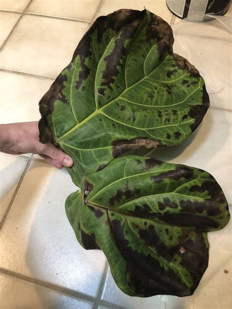 The Ultimate Photo Identification Guide To Fiddle Leaf Fig Brown Spots