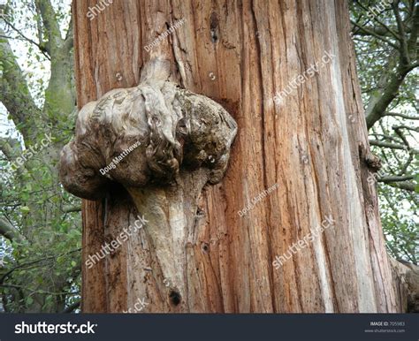 Burl On Cedar Tree Stock Photo Shutterstock