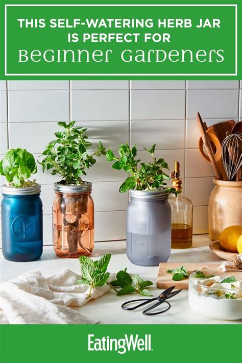 This Self Watering Herb Jar Is Perfect For Beginner Gardeners Herbs