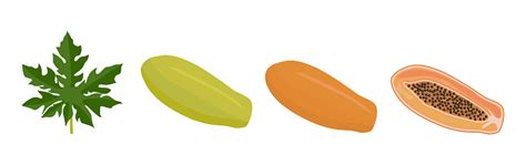 파파야 잎 발포 전체 과일과 절반의 세트 익고 원시 건강한 라이프 스타일을위한 여름 과일 흰색 배경에 격리 된 벡터 일러스트 만화 플랫 아이콘 0명에 대한 스톡 벡터 아트