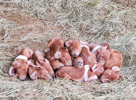 Meet Sweet Grown Alabama Member Lazy G Farm