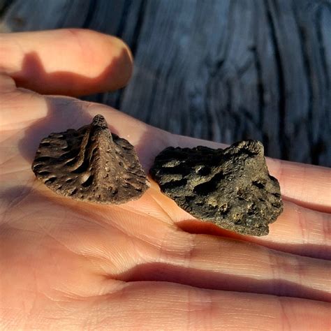 Fossil Alligator Osteoderms Pleistocene Of Florida At9 Paleocris
