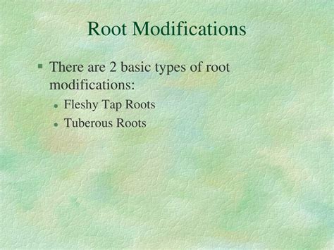 Ppt Stem And Root Modifications Powerpoint Presentation Free