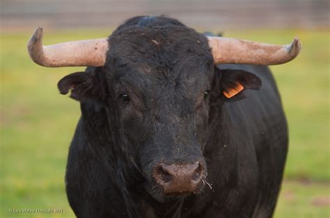 El Toro De Lidia Patrimonio Vivo De La Dehesa Ibérica Central De