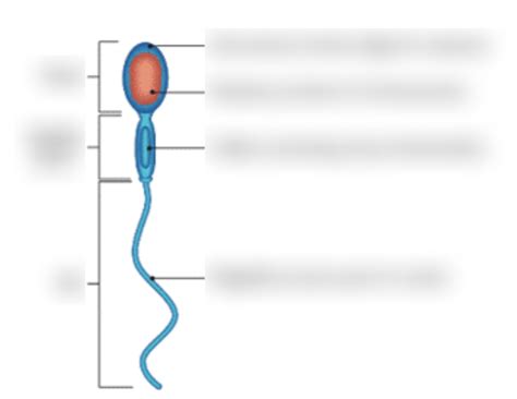 Sperm Cell Diagram Diagram Quizlet
