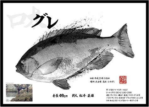 魚拓が届きました 九州発 釣りキチ社長の きまグレぶろぐ ♪