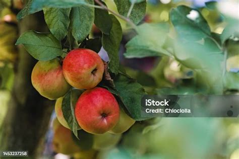 나무에 맛있는 익은 유기농 사과의 클로즈업 사과 농장 가을 수확 계절에 대한 스톡 사진 및 기타 이미지 계절 과일 나무 Istock
