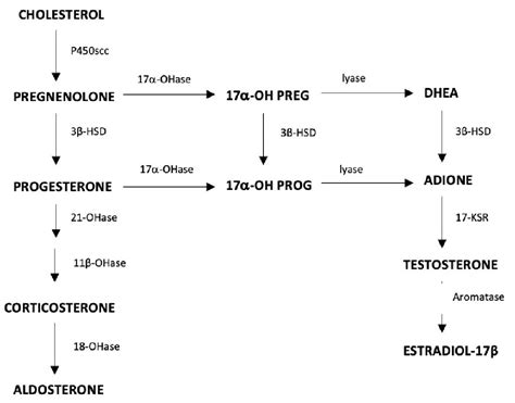 Dhea Pathway