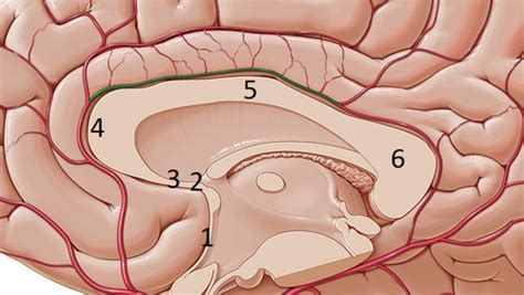 Corpus Callosum Fornix Flashcards Quizlet