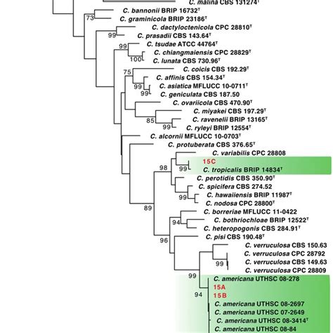 The First Of 1000 Equally Most Parsimonious Trees Obtained From A