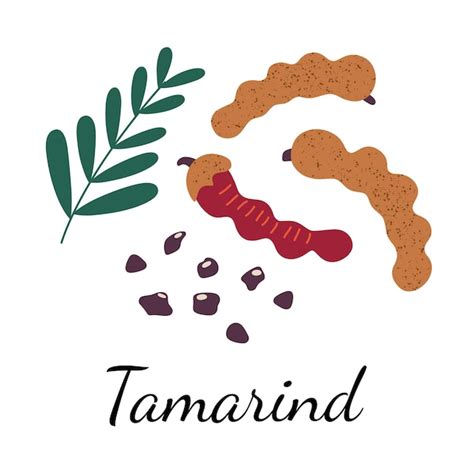 Vector Illustration Of Tamarind Spice With Pods Seeds And Leaves Flat Cartoon Style Tamarind