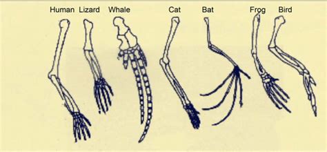 Analogous And Homologous Organs Definitions Characteristics Examples