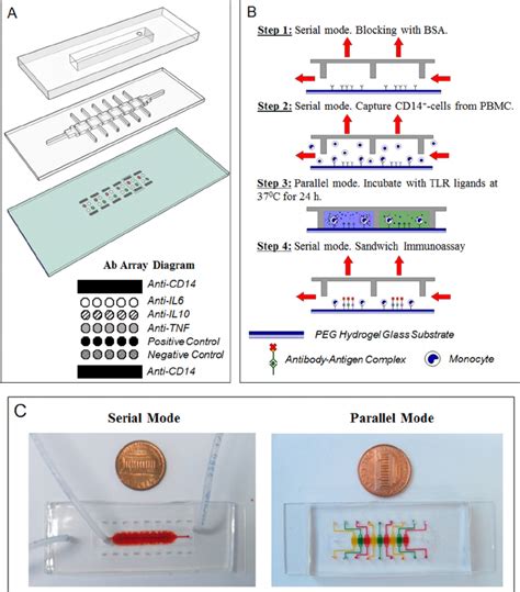 Microfluidic Platform Layout And Operation A The Microfluidic Download Scientific Diagram