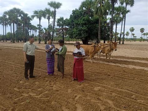 နတ်မောက်မြို့နယ်၌ ၂၀၂၂ ၂၀၂၃ ခုနှစ်တွင် နေကြာ မိုး သီးနှံ စိုက်ပျိုးနေမ