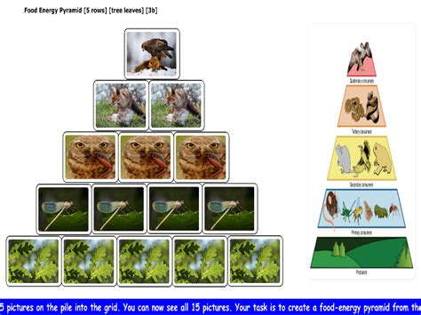 Food Energy Pyramid 5 Rows Woodland 3b Teaching Resources