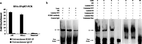 Maternal Pcbp1 Determines The Normal Timing Of Pronucleus Formation In