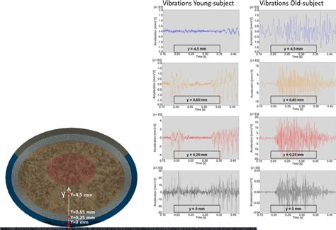 Propagation Of The Vibration Into The Fi Ngers For Younger And Older Download Scientific
