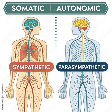 Somatic Vs Autonomic Nervous System In Detailed Division Outline Diagram Labeled Educational