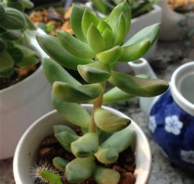 黄丽的砍头方法 花百科