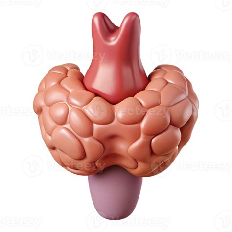 3d Render Of The Thyroid Gland 55063524 Png
