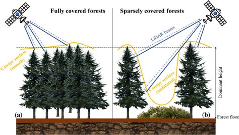 Illustration Of Typical Canopy Structures For A Fully And B Sparsely Download Scientific