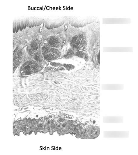 cell and molecular biology local cell environment diagram quizlet