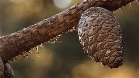 The Sex Lives Of Christmas Trees KQED