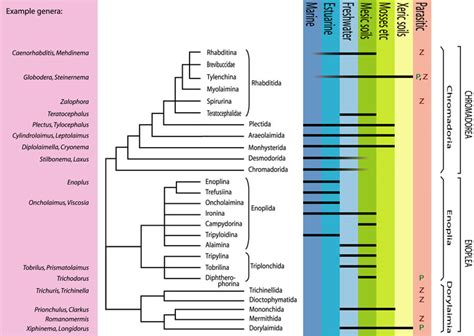 A Quick Tour Of Nematode Diversity And The Backbone Of Nematode Phylogeny