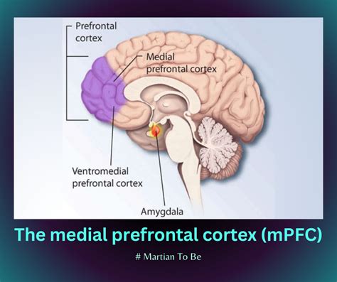 The Medial Prefrontal Cortex Mpfc Martian To Be