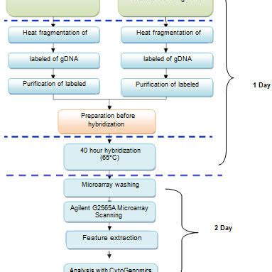 Generalized Direct Workflow For Sample Preparation And Microarray Download Scientific Diagram
