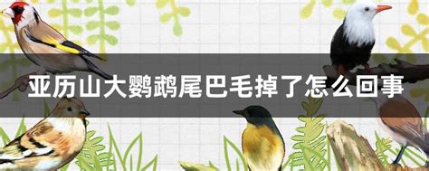 亚历山大鹦鹉尾巴毛掉了怎么回事 懂鸟帝