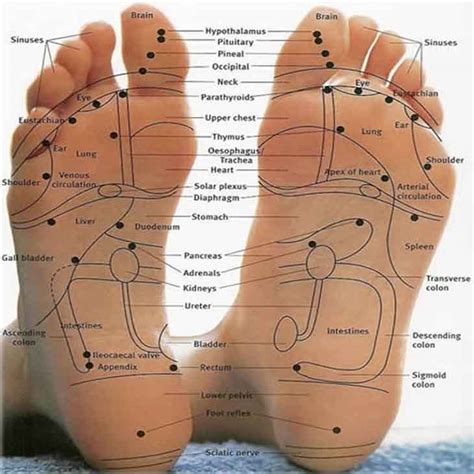 Reflexology Diagram Of The Foot
