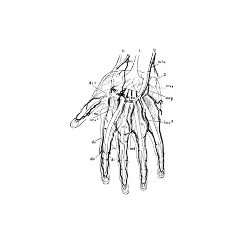 인간 손의 해부학 흰색 배경에 벡터 일러스트 레이 션 프리미엄 벡터