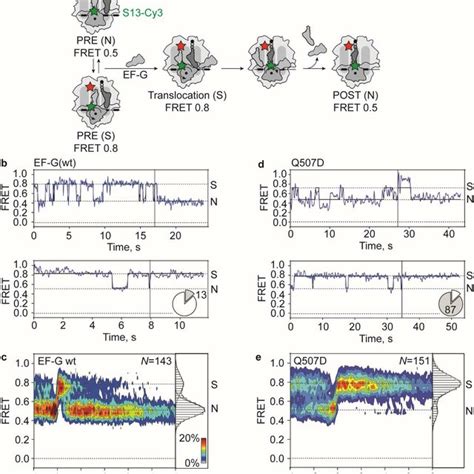 Ssu Head Domain Swiveling During Translocation On Slippery Mrna A