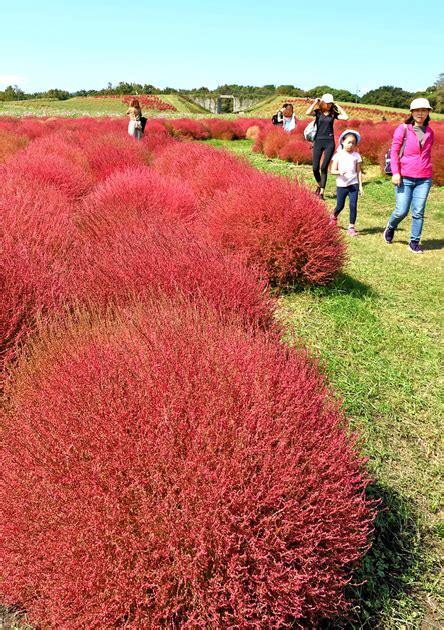 色づくコキア 海の中道海浜公園西日本新聞me