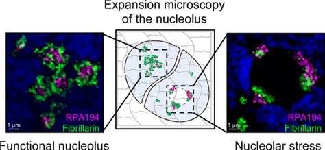 Expansion Microscopy Provides Nanoscale Insight Into Nucleolar