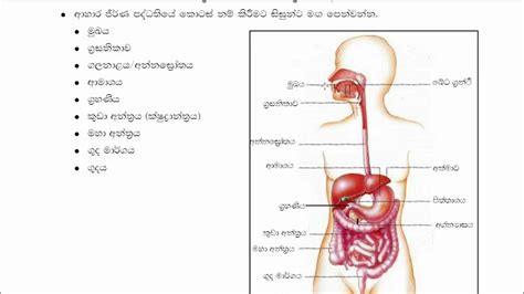 ආහාර ජීර්ණ පද්ධතිය Home Economics Youtube