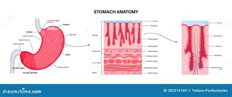 Mucous Membrane Structure Cartoon Vector 282515169