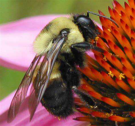 Brown Belted Bumble Bee Whats That Bug