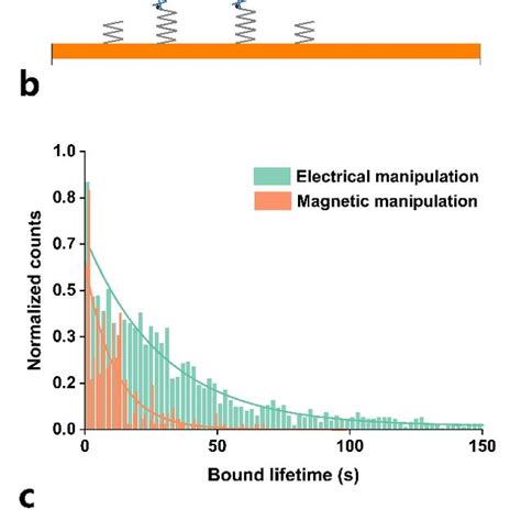 Rapid Immunoassay For Aβ 1 42 Protein Detection A The Schematics Of Download Scientific
