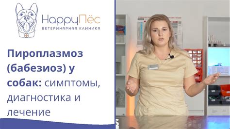 Пироплазмоз (бабезиоз) у собак: собаку укусил клещ, что делать - YouTube