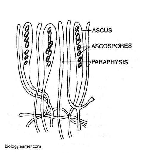 Peziza Occurrence Structure Reproduction