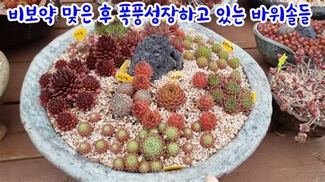 노숙시작 후 비보약 2번 먹고 폭풍성장하고 있는 바위솔들 💕 러블리로즈다육tv 바위솔 Youtube