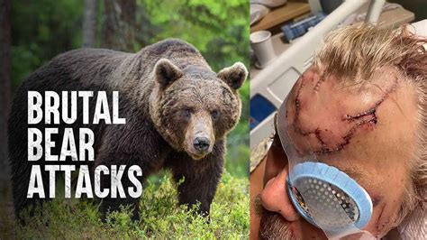 The Most Horrific Bear Attacks And What Went Wrong