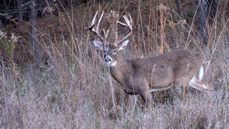 Deer Hunters Warned Of Tuberculosis Risk By Cdc