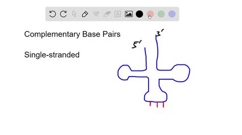 Solved How Do Complementary Base Pairs Contribute To Intramolecular Base Pairing Within An Rna
