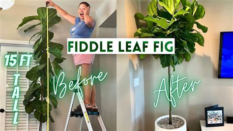 How To Transport A Fiddle Leaf Fig Update New Linksofstrathaven