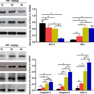 The Effects Of PIP On Apoptotic Protein In Tumourbearing Mouse Model Download Scientific